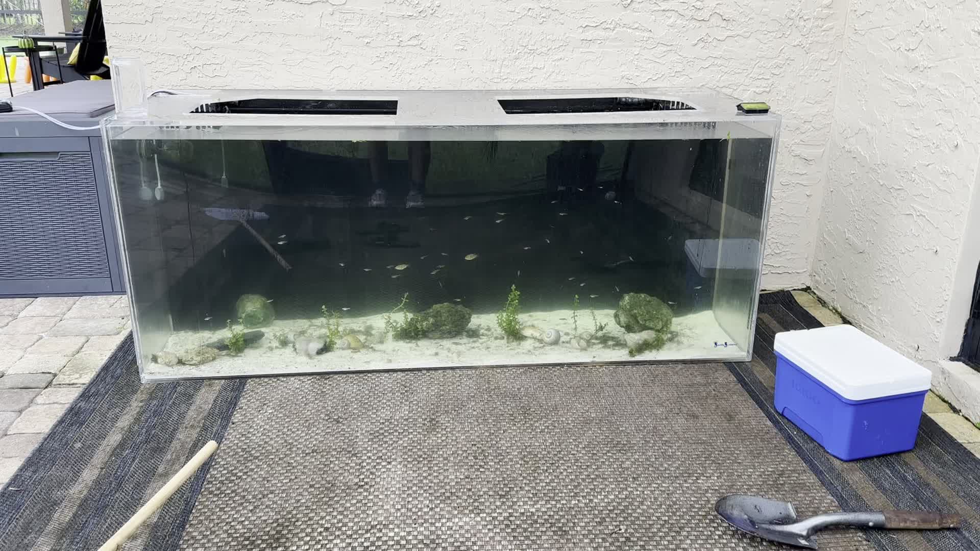 Shared post - The fish tank